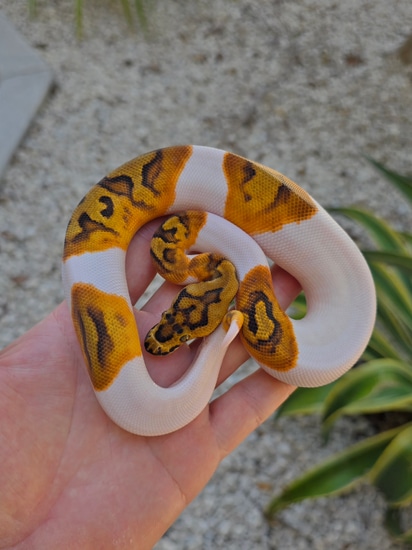YB Clown Pied Ball Python by Morph Jungle