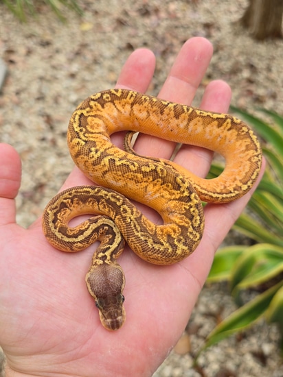 Firefly Calico Sunset Ball Python by Morph Jungle
