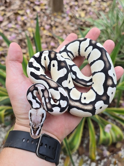 Pastel VPI Axanthic DG Ball Python by Morph Jungle