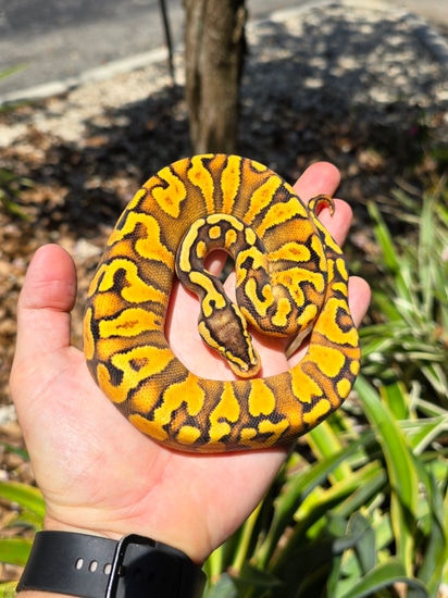 Pastel GHI Enchi YB TH Hypo Puzzle Sunset Ball Python by Morph Jungle