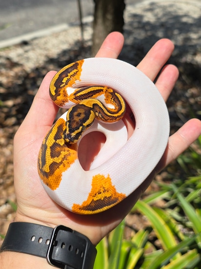 YB Lace Pied Het Clown Ball Python by Morph Jungle