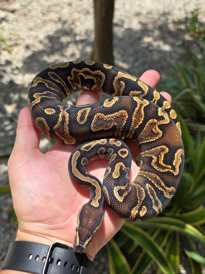 GHI YB DH DG Pied Ball Python by Morph Jungle