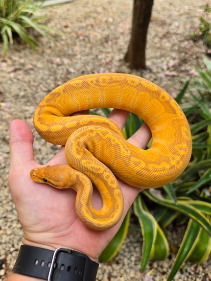 Sunset Ultramel Ball Python by Morph Jungle