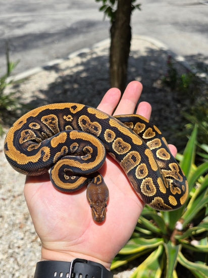 Mahogany DH Paint Clown Ball Python by Morph Jungle