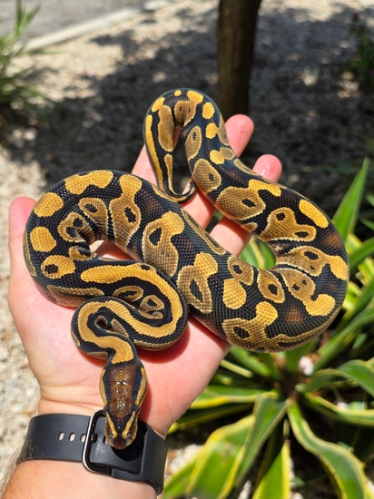 DH DG Clown Ball Python by Morph Jungle