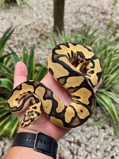 Chocolate Leopard Clown Ball Python by Morph Jungle