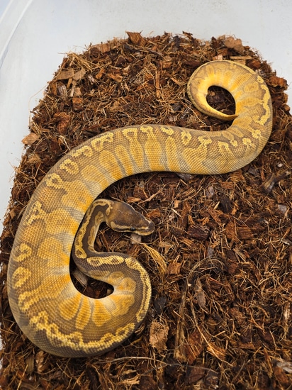 Sunset Het Ultramel Ball Python by Morph Jungle