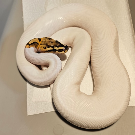 Paradox,YB,Pied,Pos.Fire Ball Python by Morph Kings