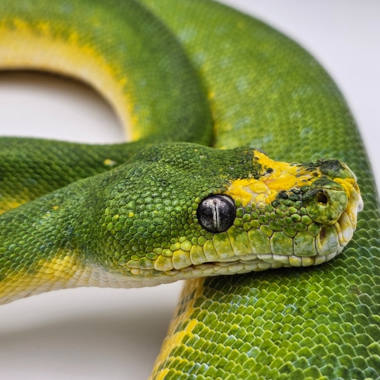 CBB Jayapura Green Tree Python by Morph Kings