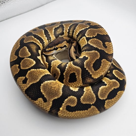 Puzzle Hypo Project 1.2 Group Ball Python by Morph Kings