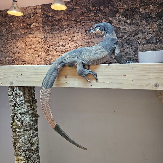 Adult Male Lace Other Monitor by Morph Kings