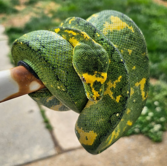 Biak Female Green Tree Python by Morph Kings