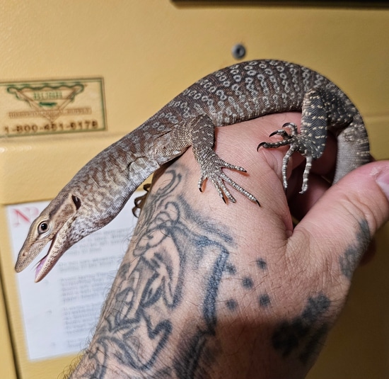 V. Tristis Tristis Other Monitor by Morph Kings