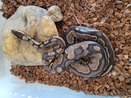 Axanthic Calico Male Ball Python by Morph Mafia