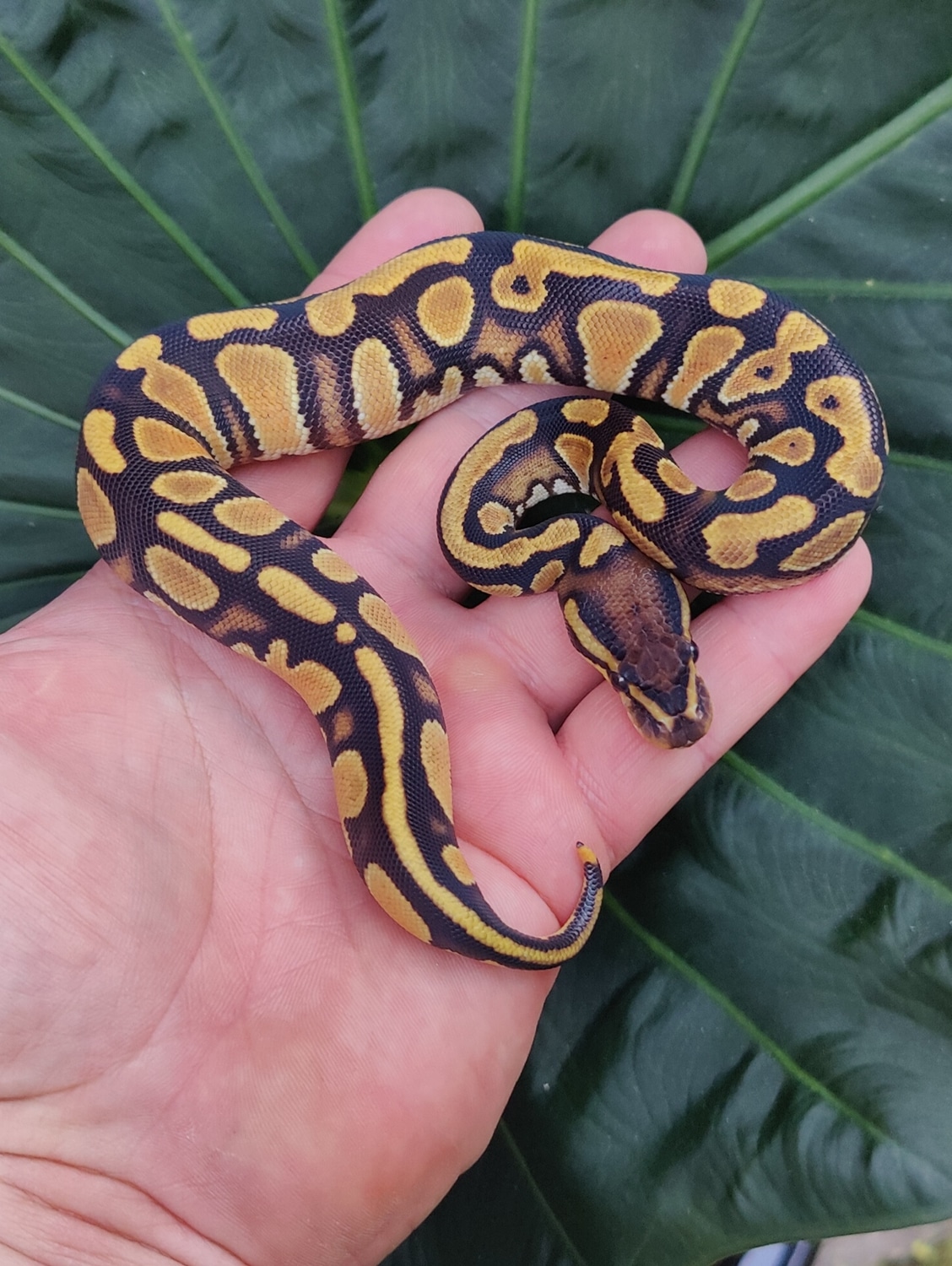 Orange Dream Het PAINT Ball Python by Morph Militia - MorphMarket