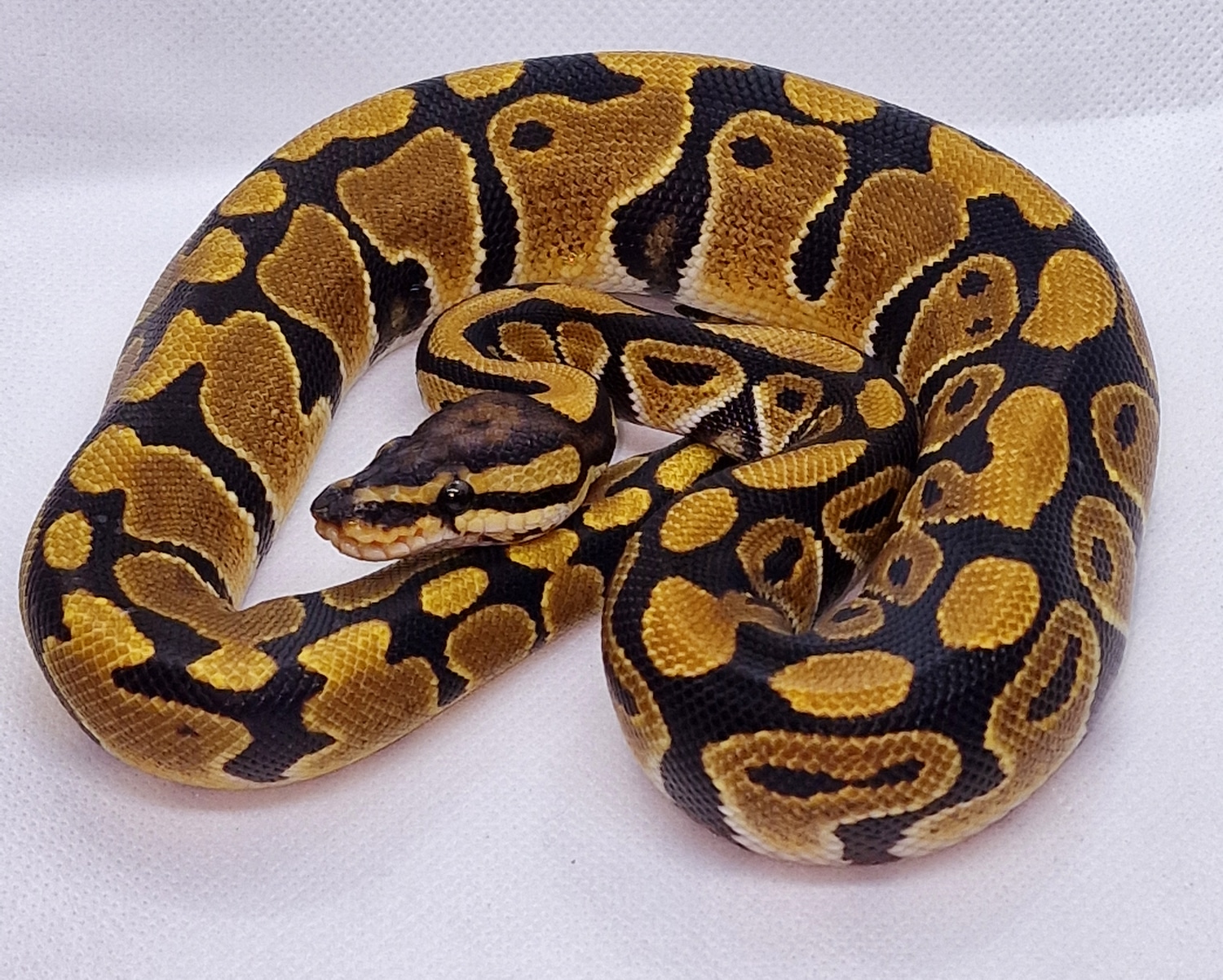 Classic 100% Het Clown Ball Python by Morph Shaman - MorphMarket
