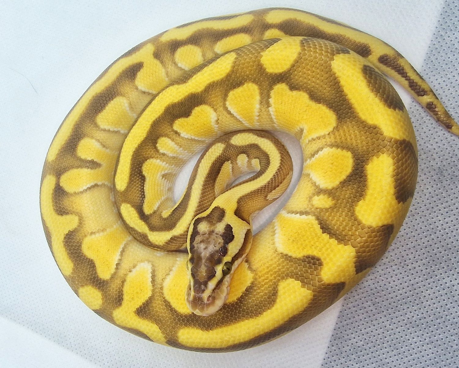 Lesser Pastel Enchi 100% Het Clown Ball Python by Morph Shaman ...