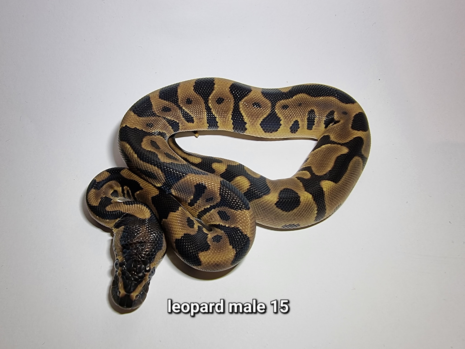 Leopard Ball Python by Morphanatics - MorphMarket