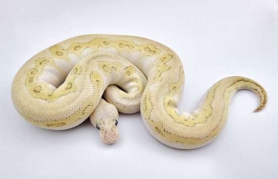 Bongo Pastel Lesser Clown Ball Python by MorphArt Reptiles