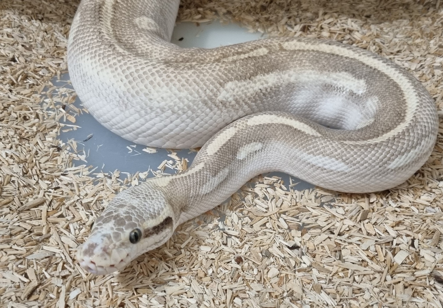 //Hamm/Budapest// Phantom Potion Pastel Yellow Belly Ball Python by MorphArt Reptiles - MorphMarket