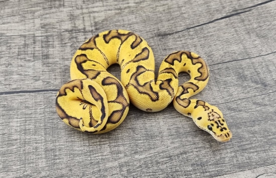 Pastel Enchi Yellow Belly Clown Ball Python by MorphArt Reptiles