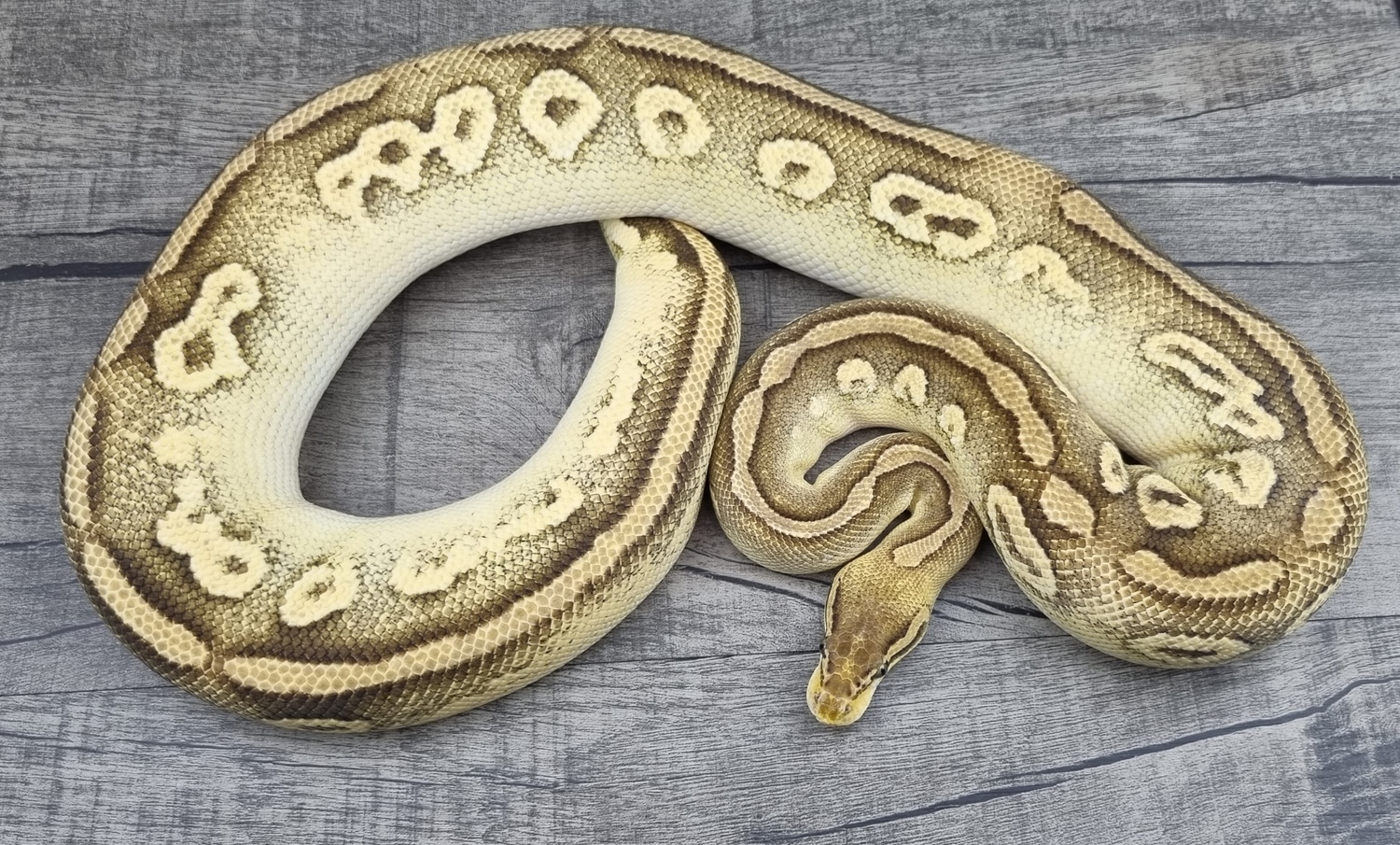 Bongo Pastave Het Clown Ball Python by MorphArt Reptiles - MorphMarket