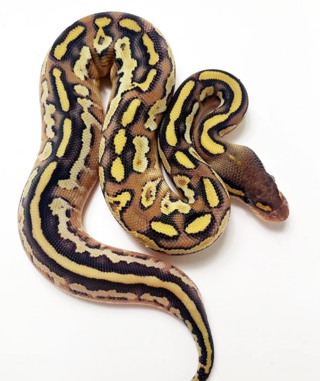 Bongo Yb Orange Dream Black Pastel Lesser Ball Python by Morph Depot ...