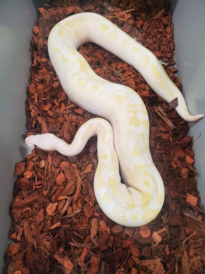 Banana Disco Mocha Inferno Ball Python by Morph Depot