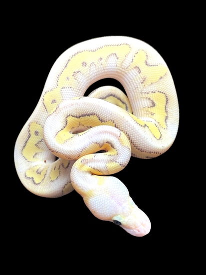 Mojave Fire Orange Dream Pastel Clown Possible Motley Ball Python by ...