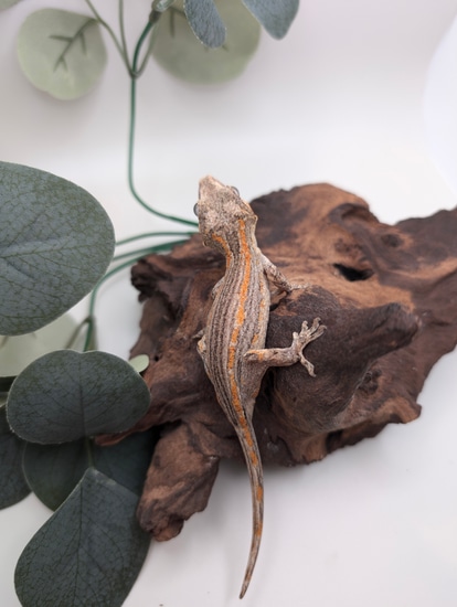 2023 Baby Orange Stripe Garg Gargoyle Gecko by morpheDKreatures