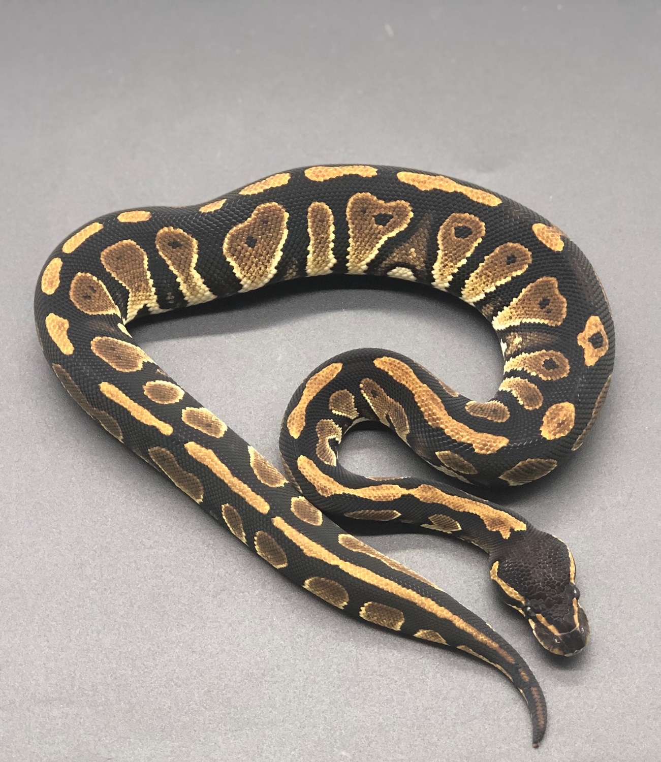 Black Head 66% Het Ultramel Ball Python by Morphed Out Reptilez ...