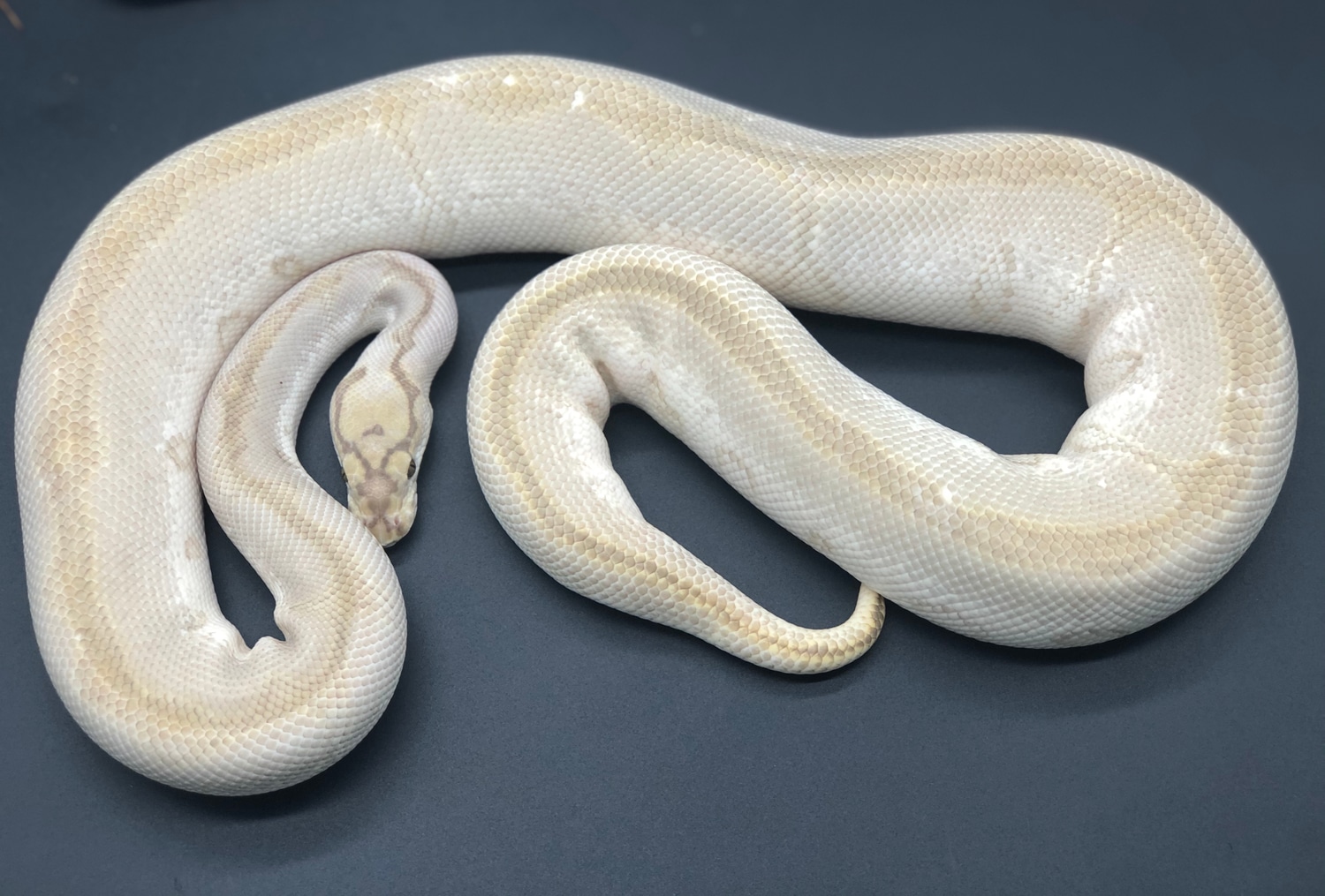 Butter Spider Clown Ball Python by Morphed Out Reptilez - MorphMarket