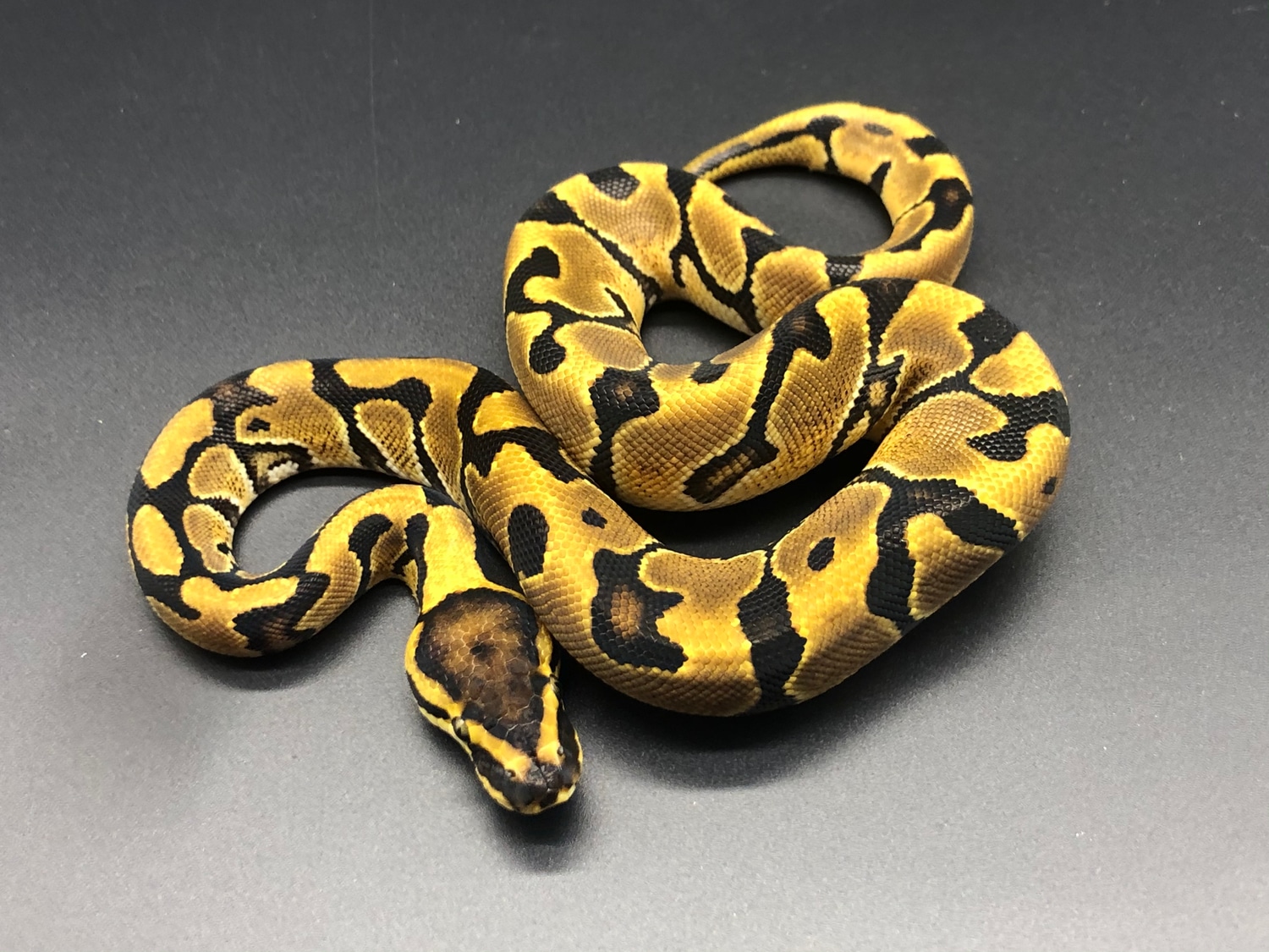 Enchi 100% Het Vpi Axanthic 66% Het Clown Ball Python by Morphed Out ...