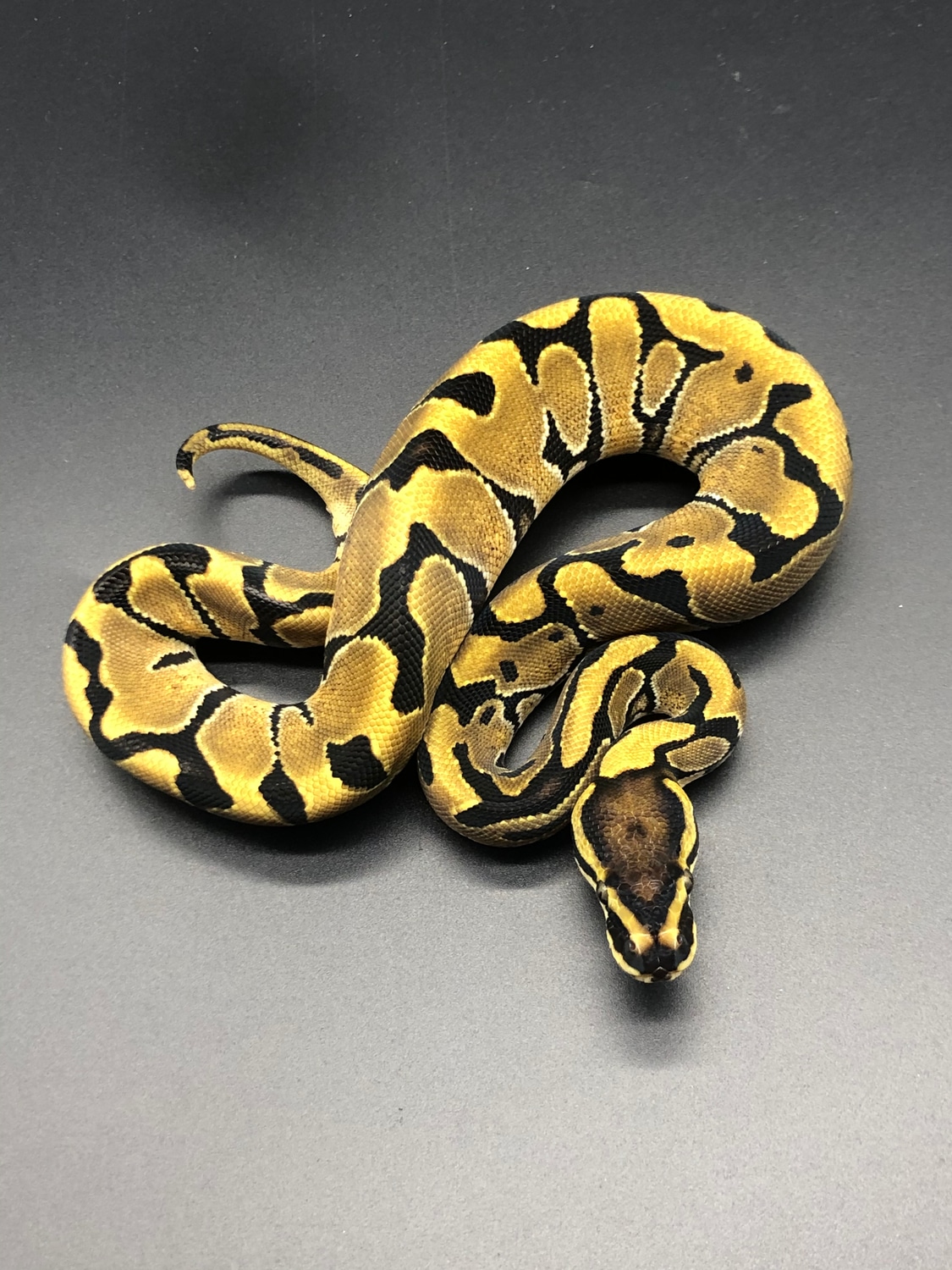 Enchi 100% Het Vpi Axanthic 66% Het Clown Ball Python by Morphed Out ...