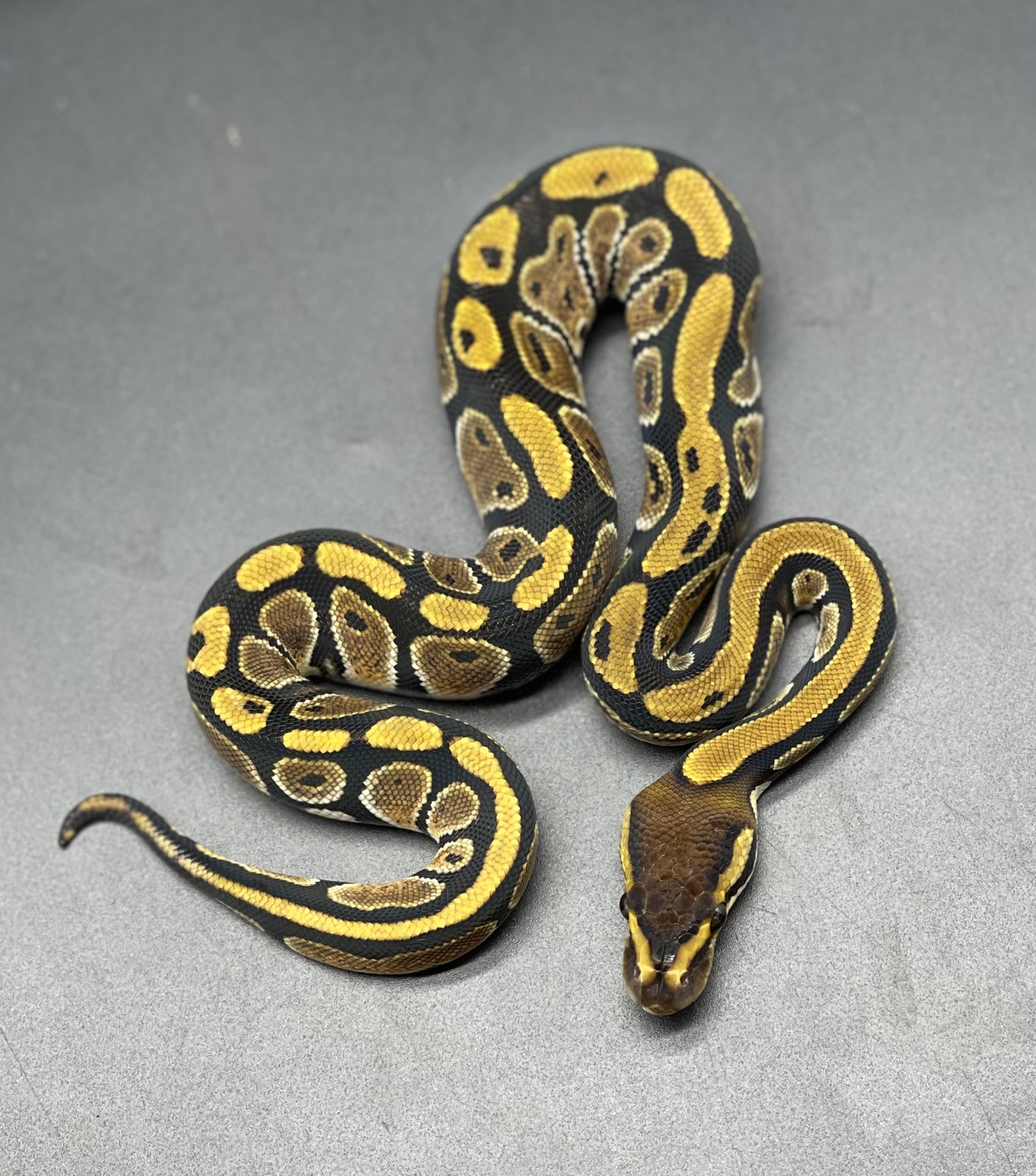 Cypress Ball Python by Morphed Out Reptilez - MorphMarket