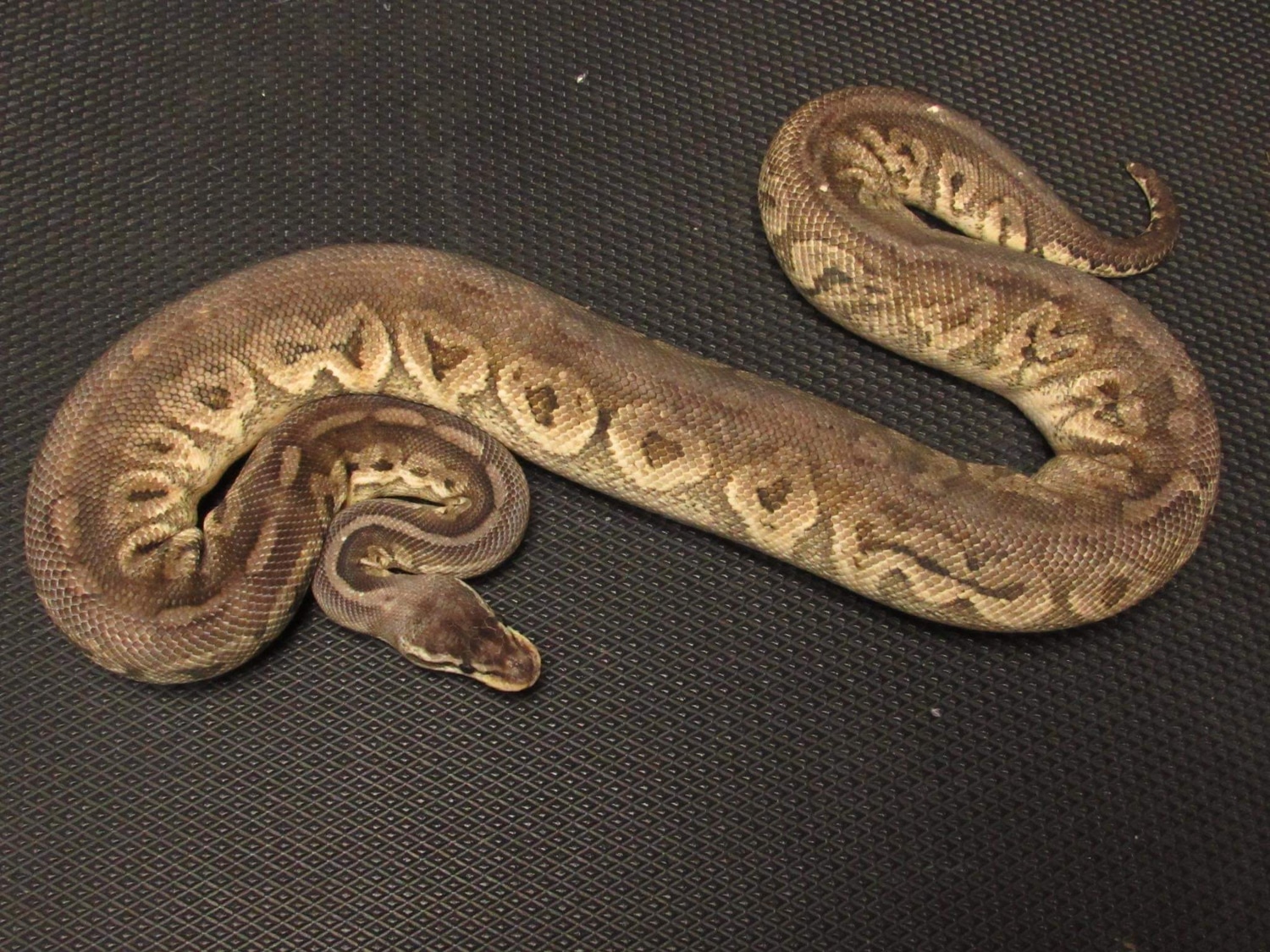 Sterling Ball Python by Morphed Out Reptilez - MorphMarket