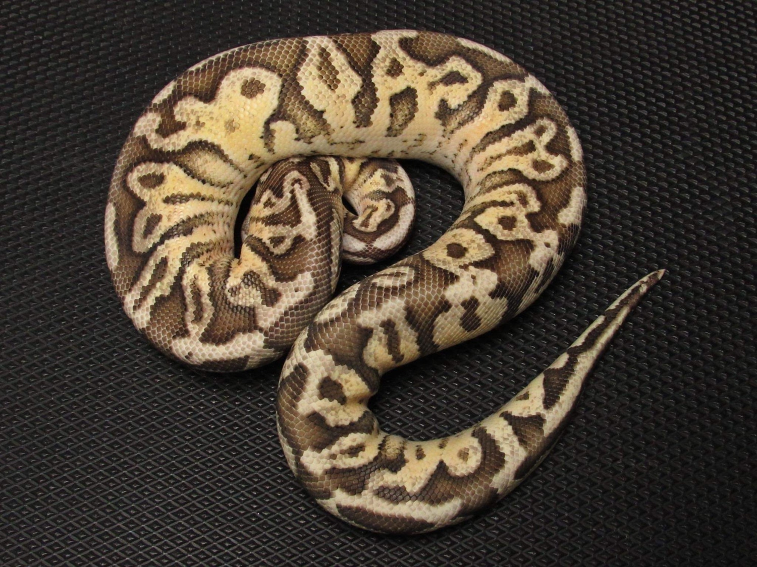Superfly Hgw Ball Python by Morphed Out Reptilez - MorphMarket