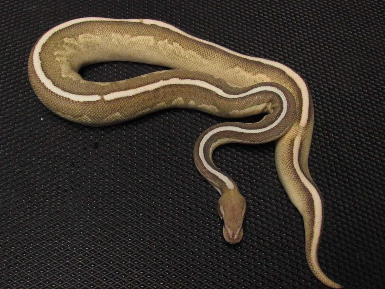 Black Pastel Fire Lesser Yb/Spector Ball Python by Morphed Out Reptilez ...