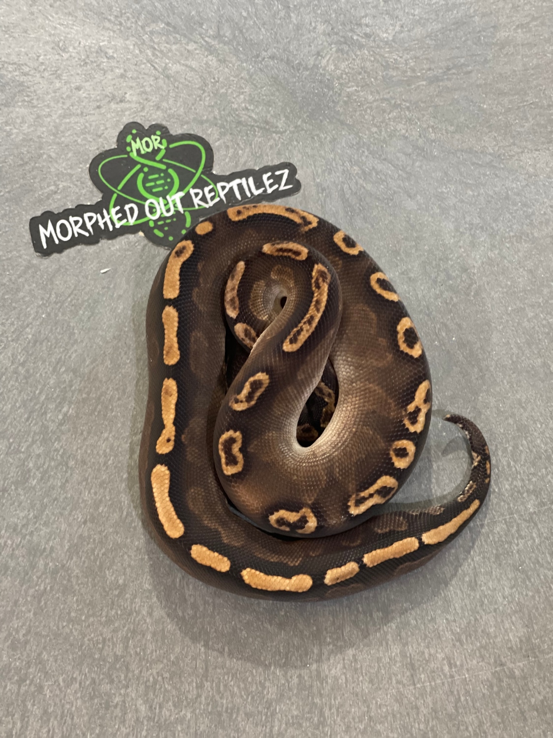 GHI Black Pastel 66% Het Hypo 66% Het Clown Ball Python by Morphed Out ...