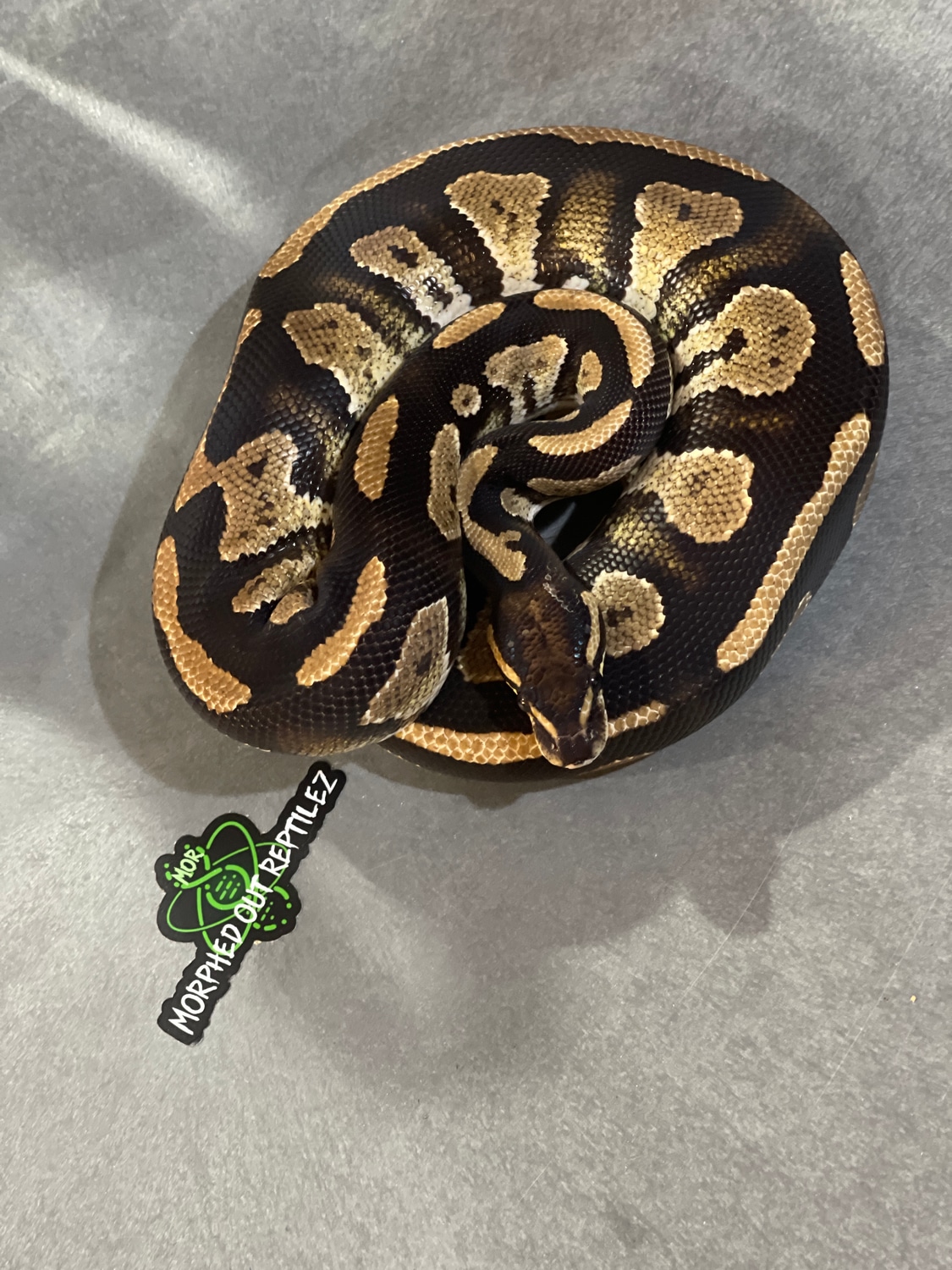 Black Head Fire 50% Het Ultramel Ball Python by Morphed Out Reptilez ...