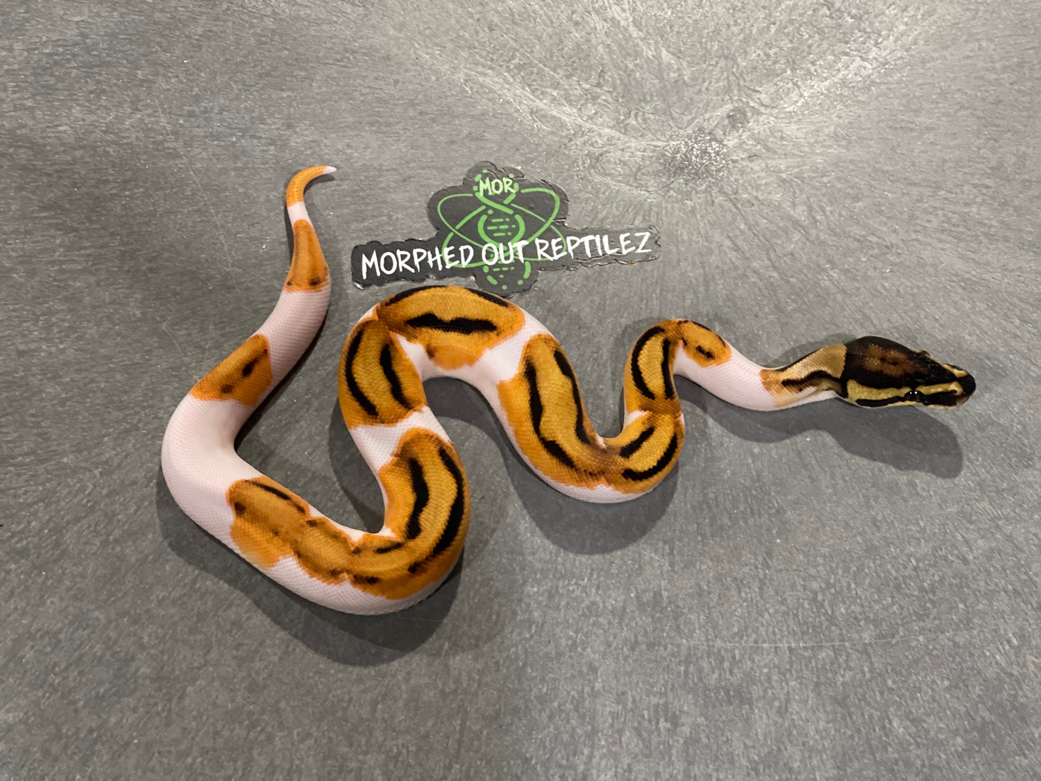 Super Orange Dream Pied Ball Python by Morphed Out Reptilez - MorphMarket