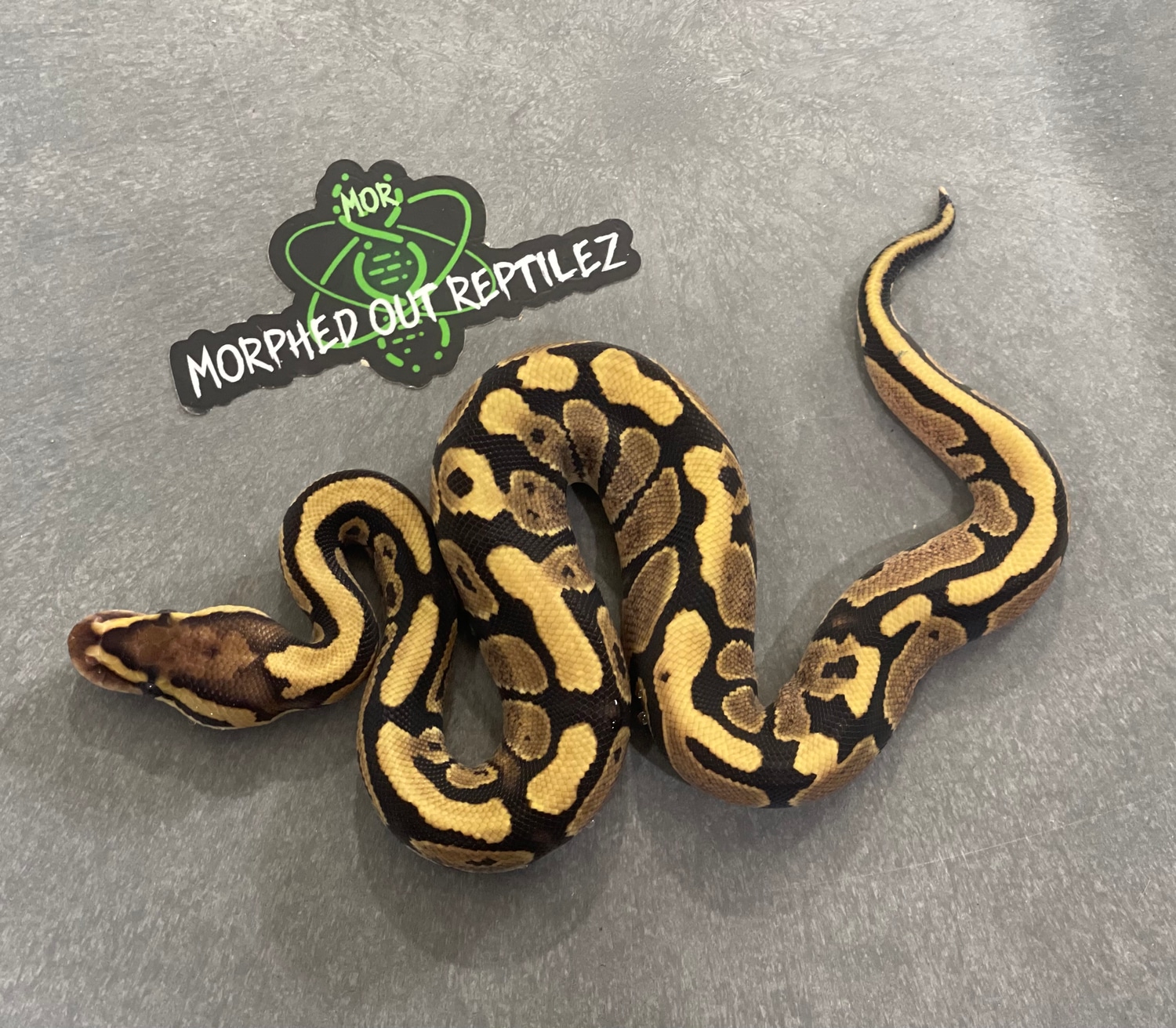 Fire Ball Python by Morphed Out Reptilez - MorphMarket