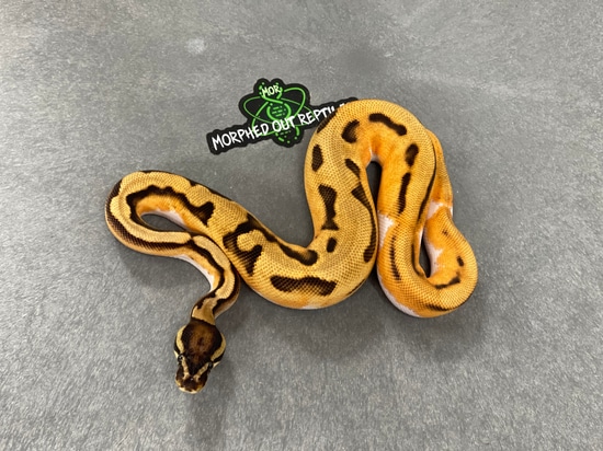 Super Orange Dream Enchi Pied Ball Python by Morphed Out Reptilez