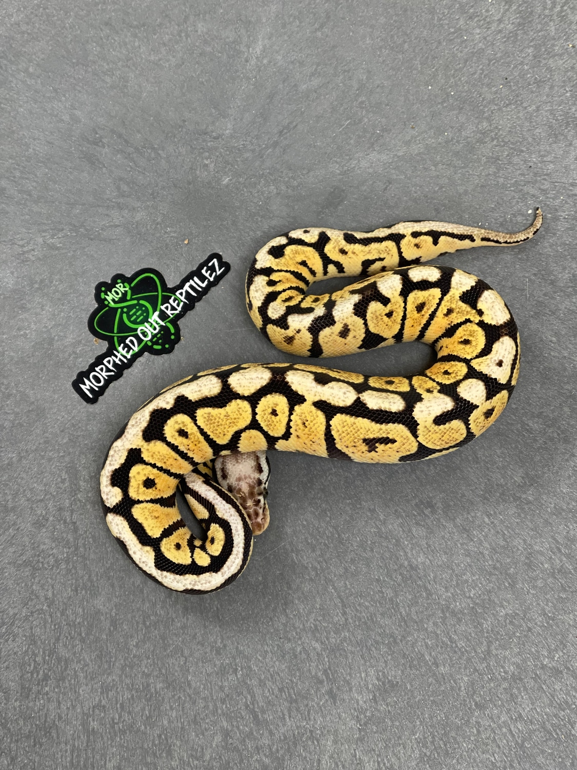 Pastel Spotnose 100% Het Hypo 66% Het Puzzle 50% Het Pied Ball Python ...