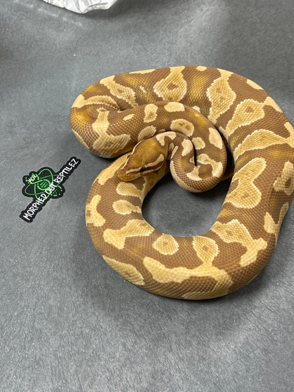 Chocolate Ultramel Ball Python by Morphed Out Reptilez