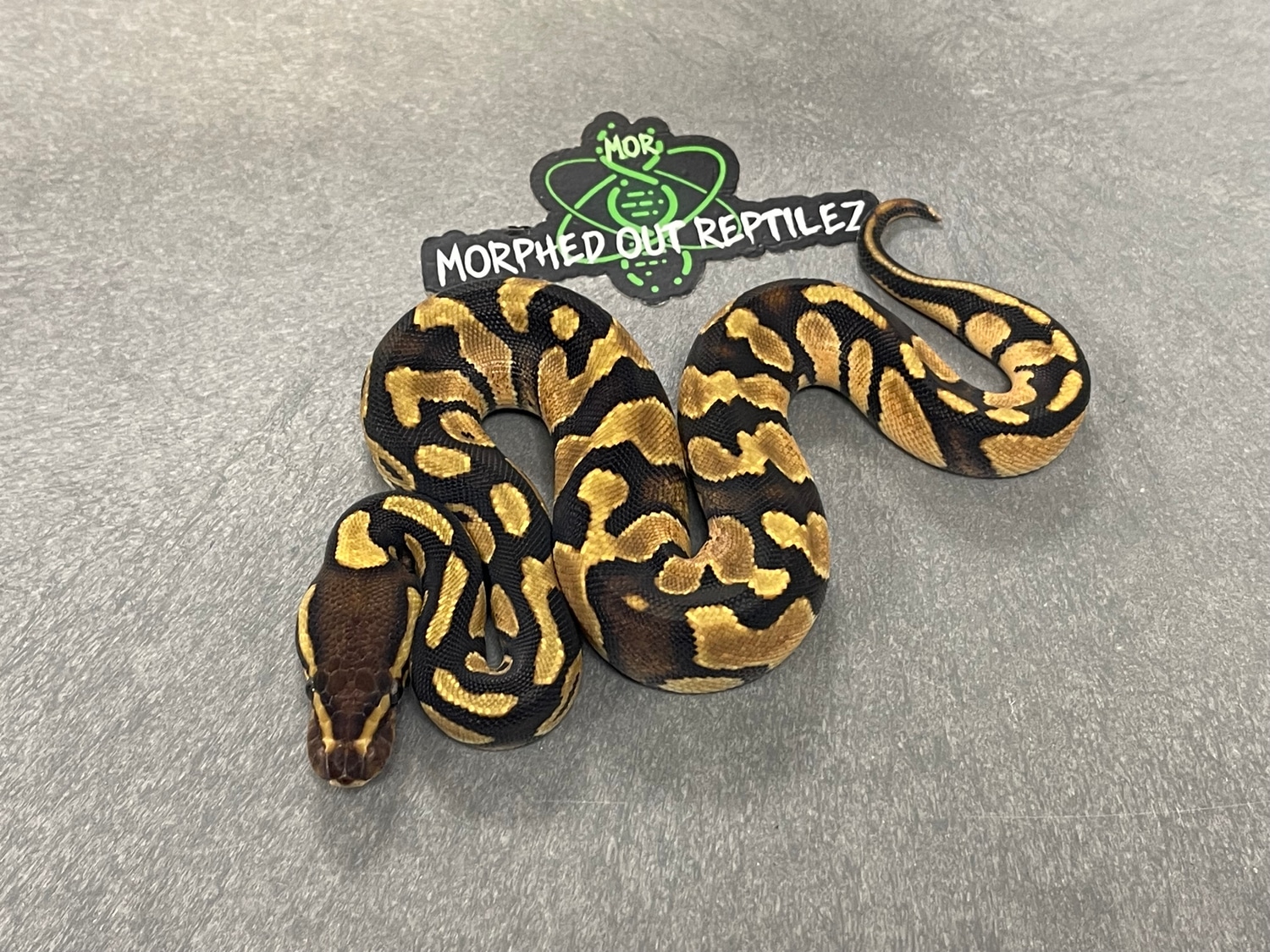 Chocolate Enchi 66% Lavender Albino Ph Pied Ball Python by Morphed Out ...