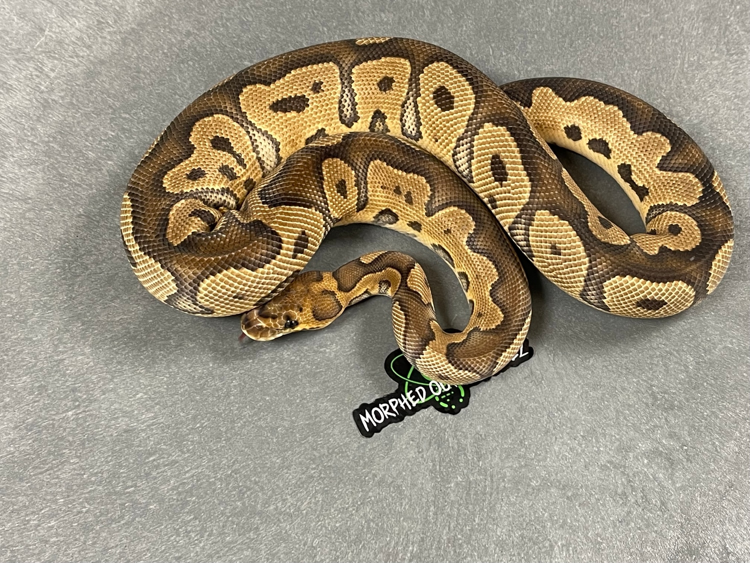 Black Pastel Clown 66% Vpi Axanthic Ball Python by Morphed Out Reptilez ...