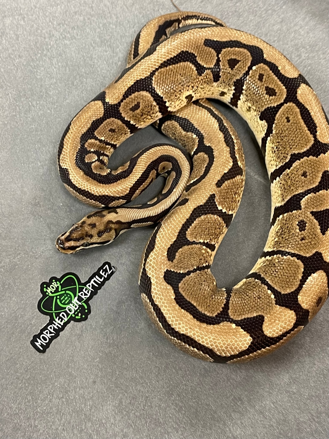 Spotnose Spector Ball Python by Morphed Out Reptilez - MorphMarket