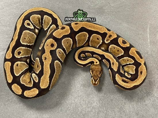 Cypress Het Lavender Albino RTB Ball Python by Morphed Out Reptilez