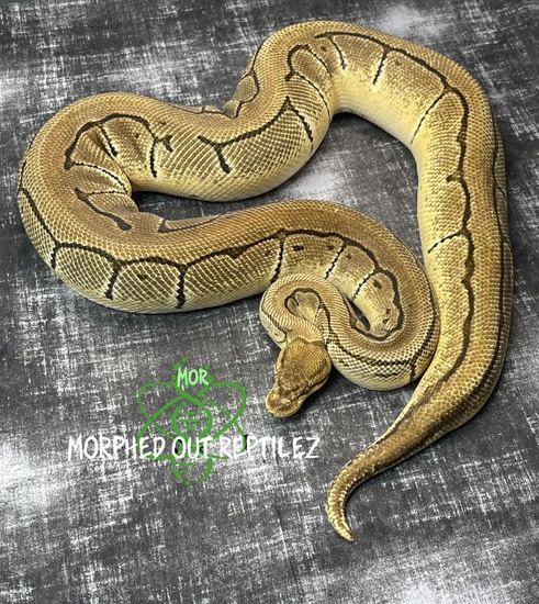 Orange Dream Pinstripe Het Clown Ball Python by Morphed Out Reptilez